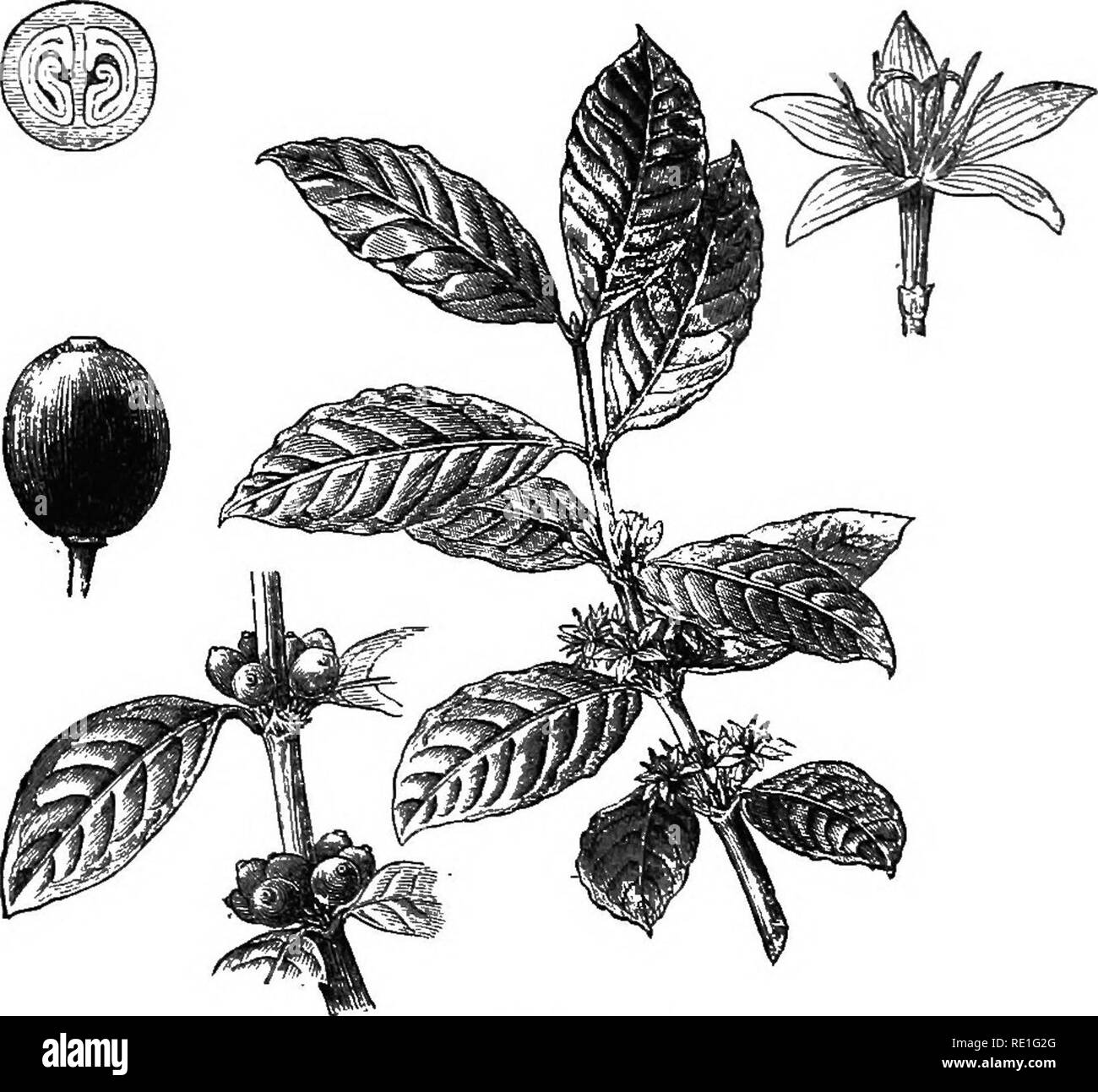 Var acida hi-res stock photography and images - Alamy