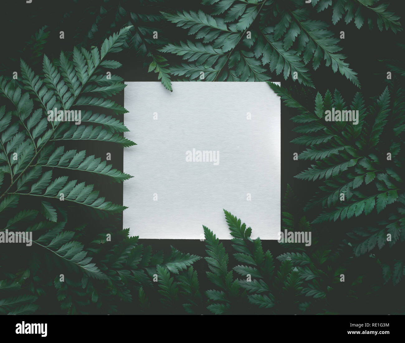 Real fern leaves with white copy space background.nature concepts ...