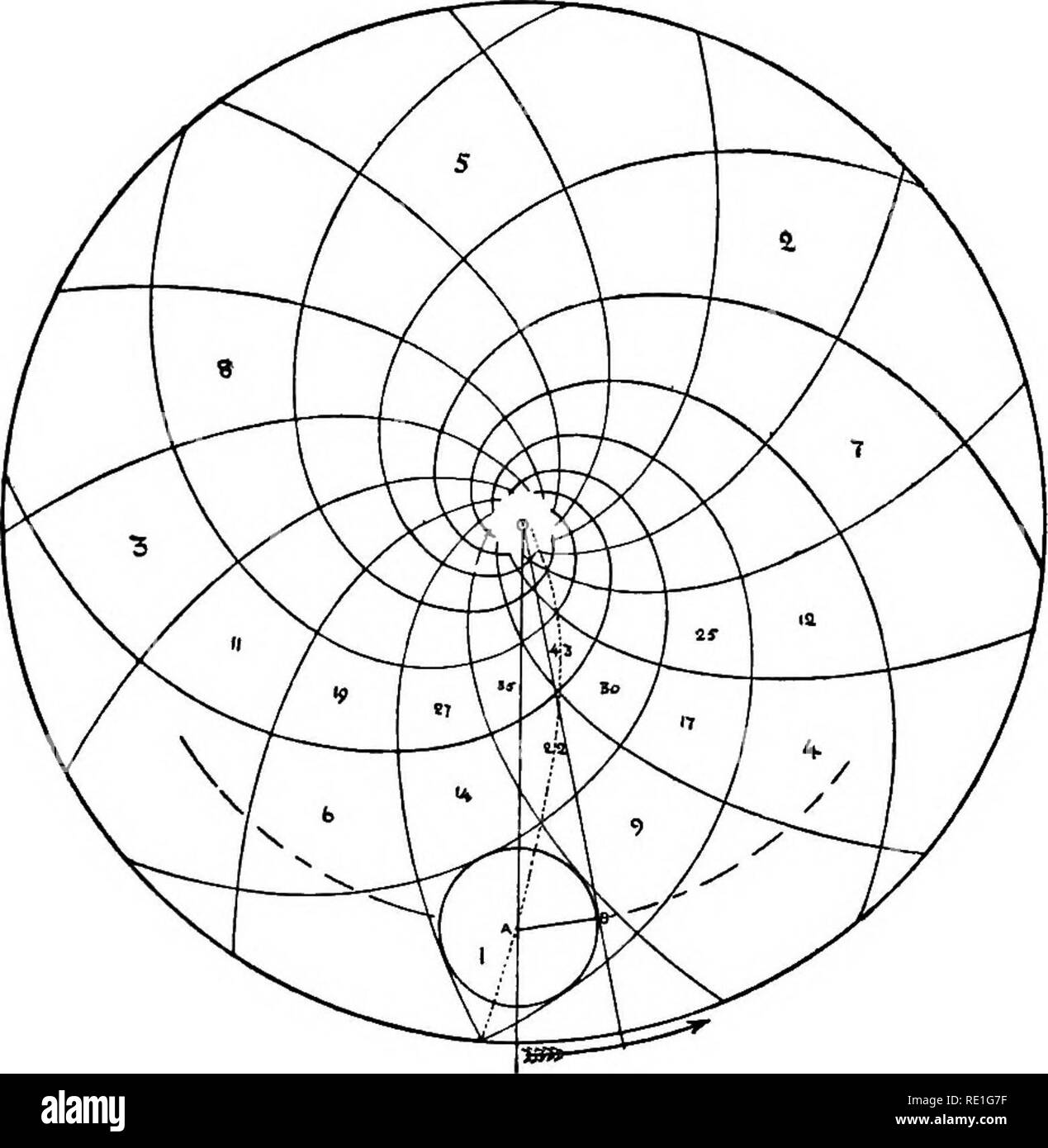 . On the relation of phyllotaxis to mechanical laws. Phyllotaxis ...