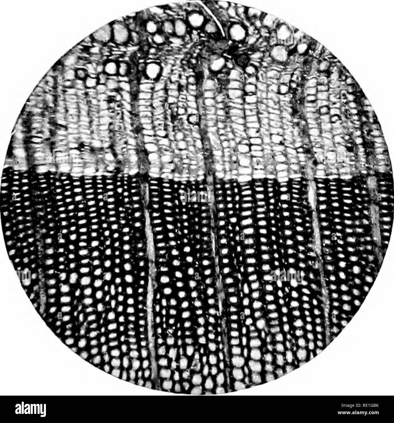 Growth maturation Black and White Stock Photos & Images - Alamy