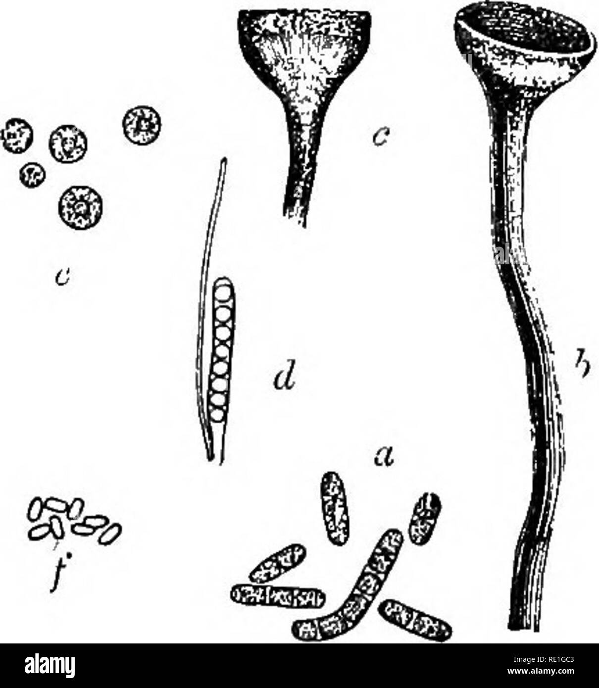 Chaenotheca Black and White Stock Photos & Images - Alamy