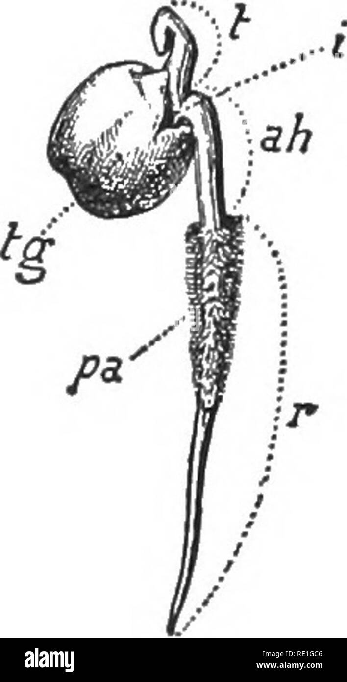 . Elementary plant physiology. Plant physiology. I ah. B G Fig. 21 ...