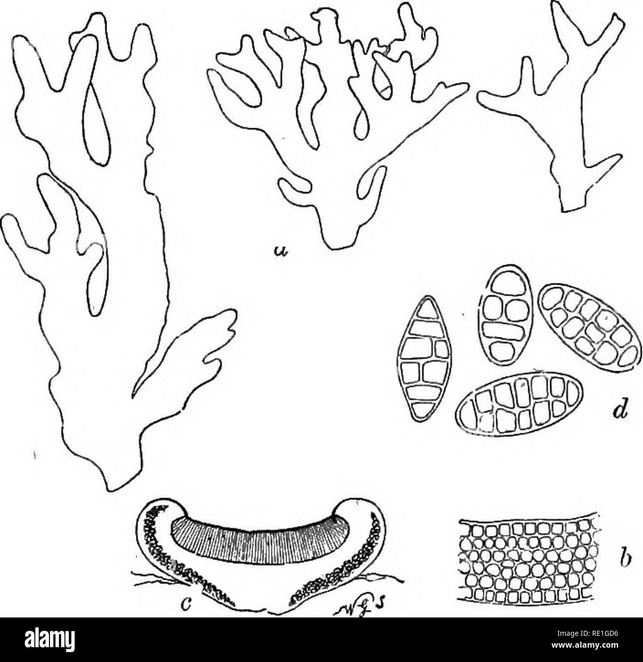Apothecia Black and White Stock Photos & Images - Alamy