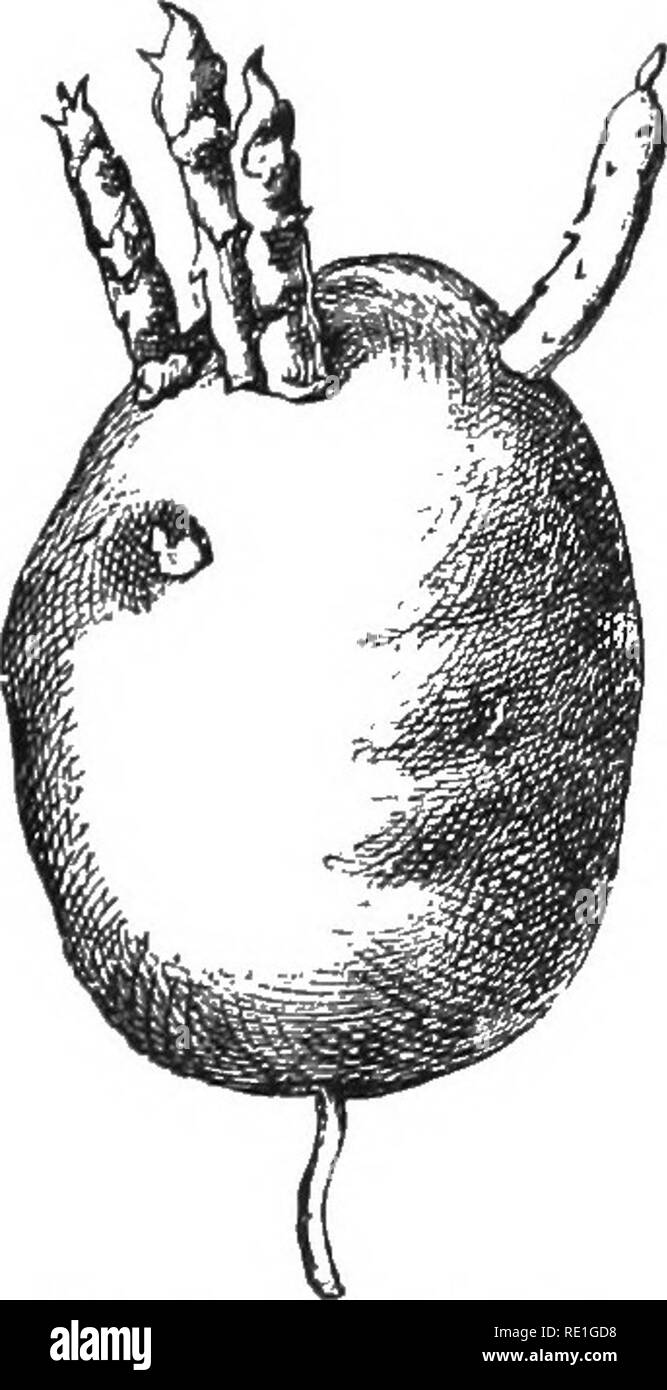 Potato shoot remove hi-res stock photography and images - Alamy