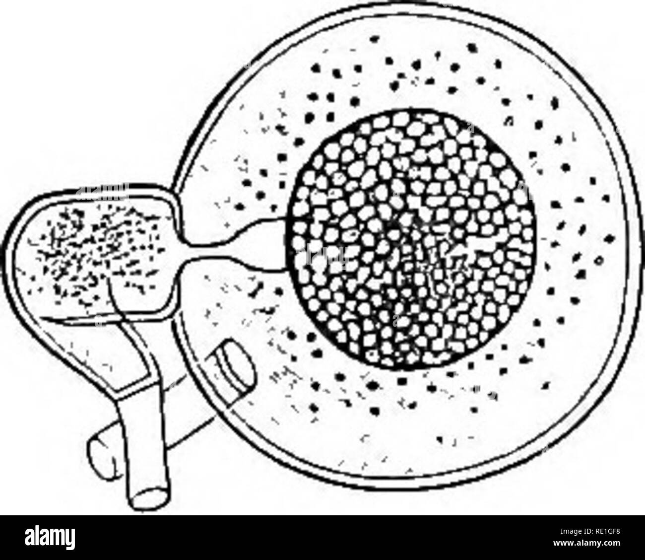 Oospore High Resolution Stock Photography and Images - Alamy