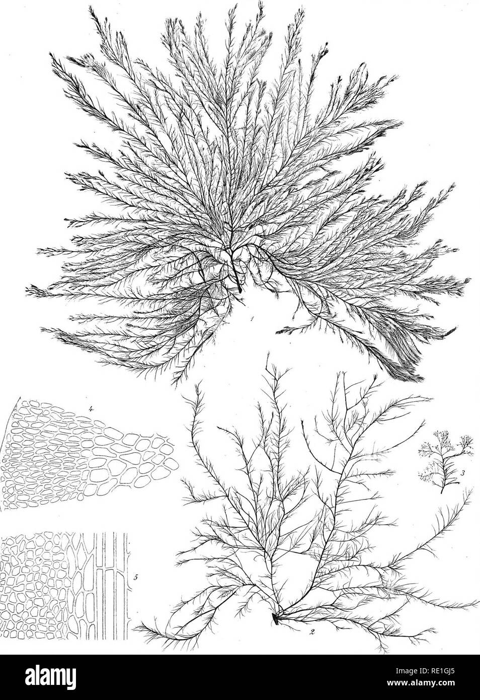 Algae mat Black and White Stock Photos & Images - Alamy