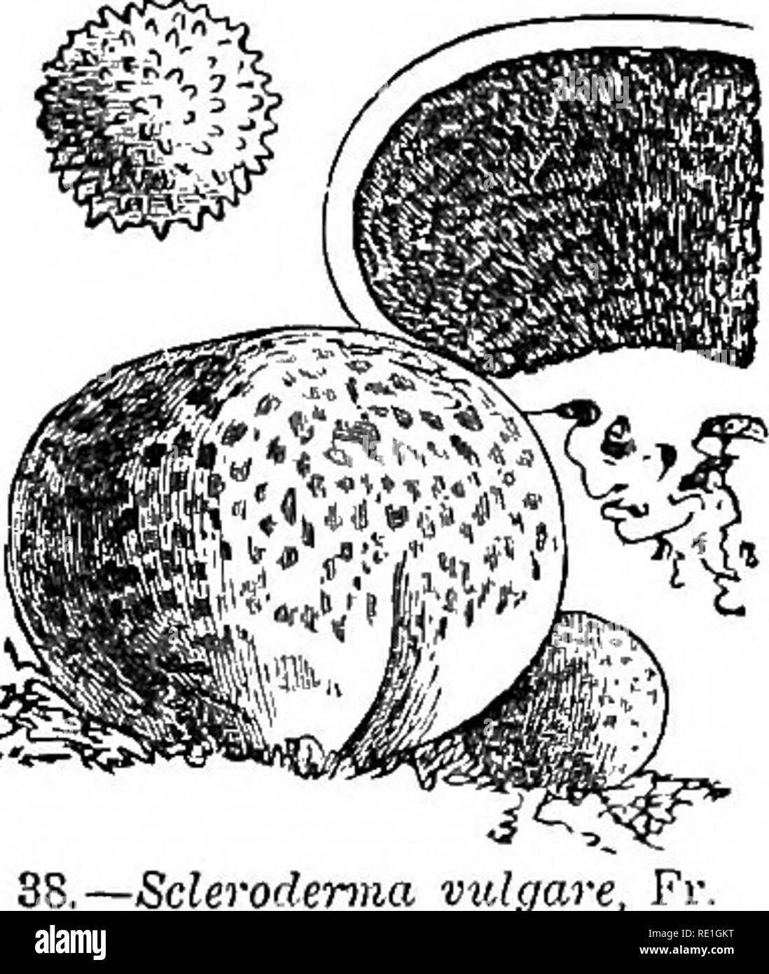 Uses of stem cells hi-res stock photography and images - Alamy