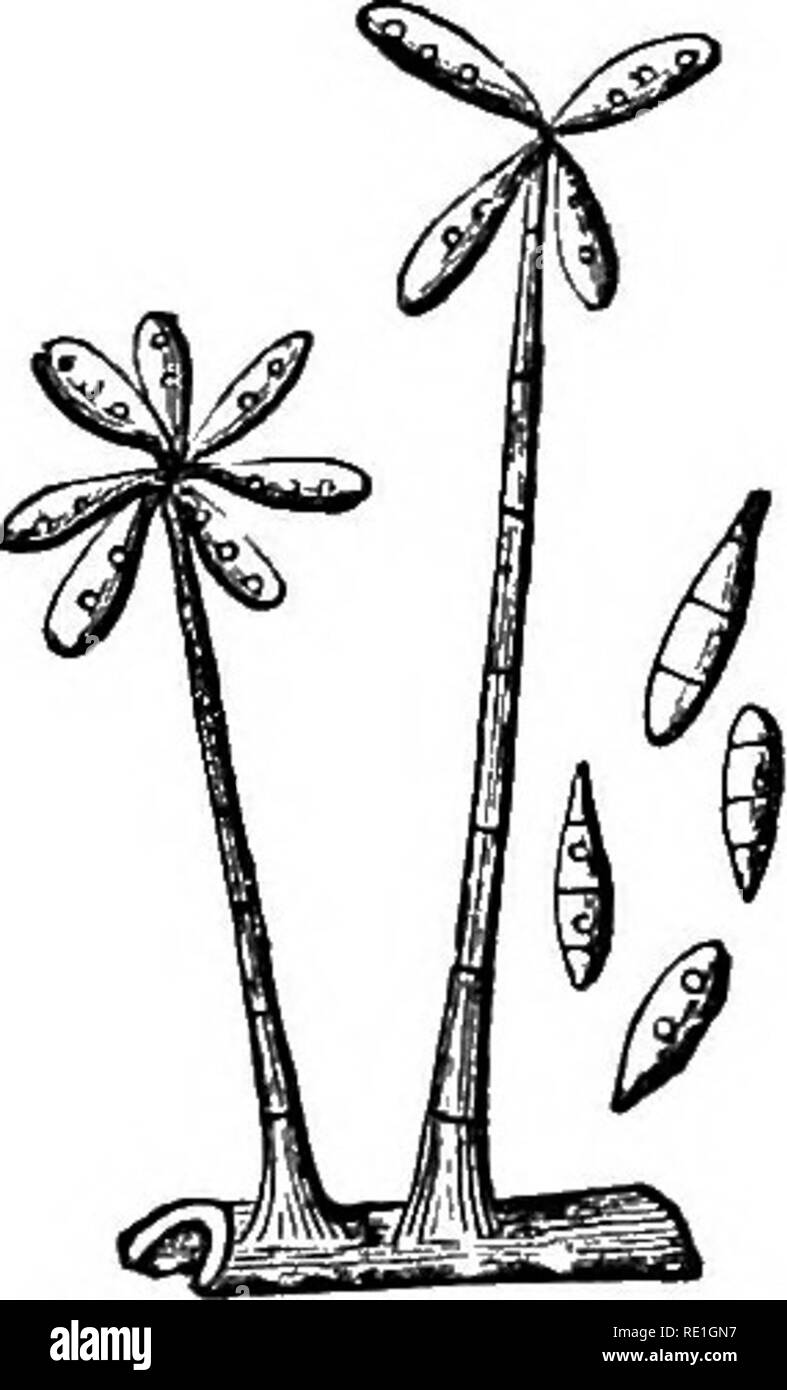 . Fungi; their nature, influence, and uses;. Fungi. 44 FUNGI.. Fig. 26 ...