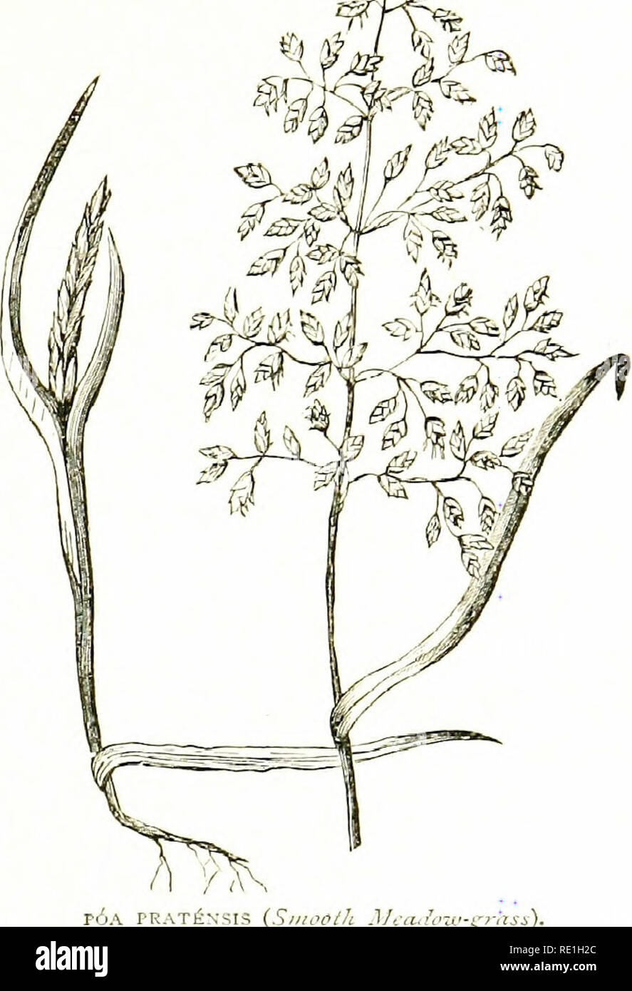. Flowers of the field. Botany. CRASS FyIMII.Y 577 blunt ligules ...