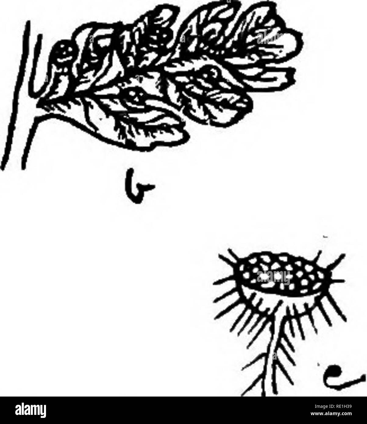 . The ferns of Bombay. Ferns. 49 Western mountains of the Madras Presi ...