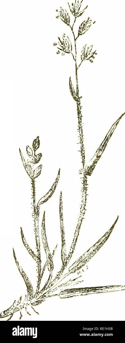 Densely tufted grass hi-res stock photography and images - Alamy