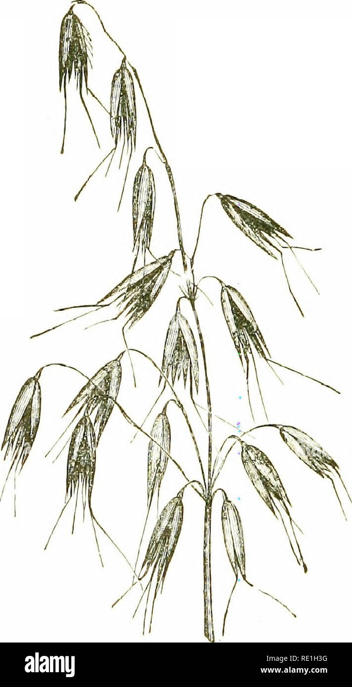 Oat field june hi-res stock photography and images - Alamy