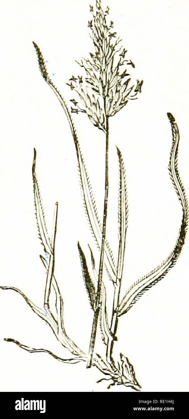 . Flowers of the field. Botany. GRASS FAMILY 555 panicle erect, with ...