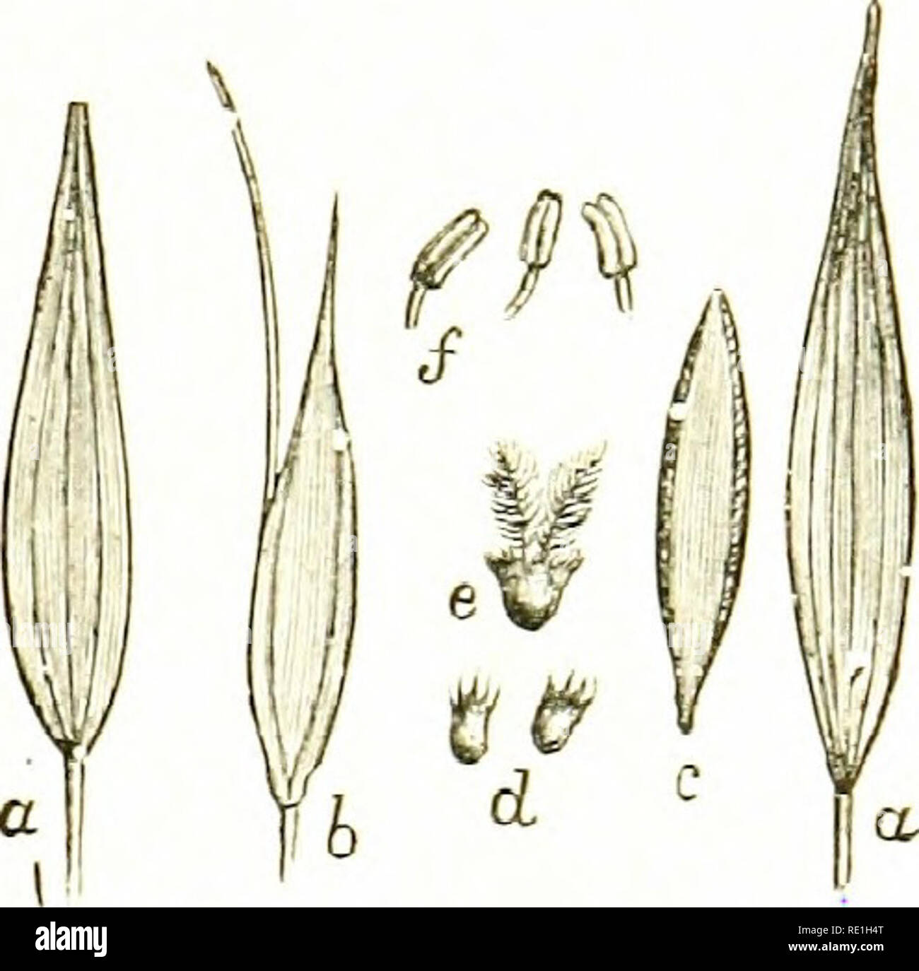 Lower glume hi-res stock photography and images - Alamy