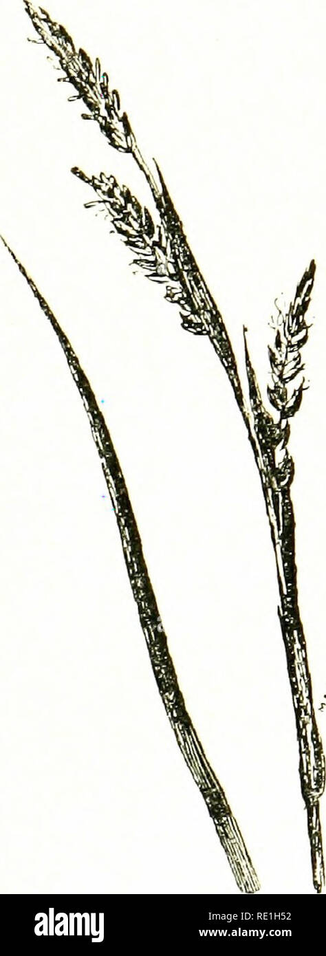 . Flowers of the field. Botany. SEDGE FAMILY 541 stems 2—6 in. high ...