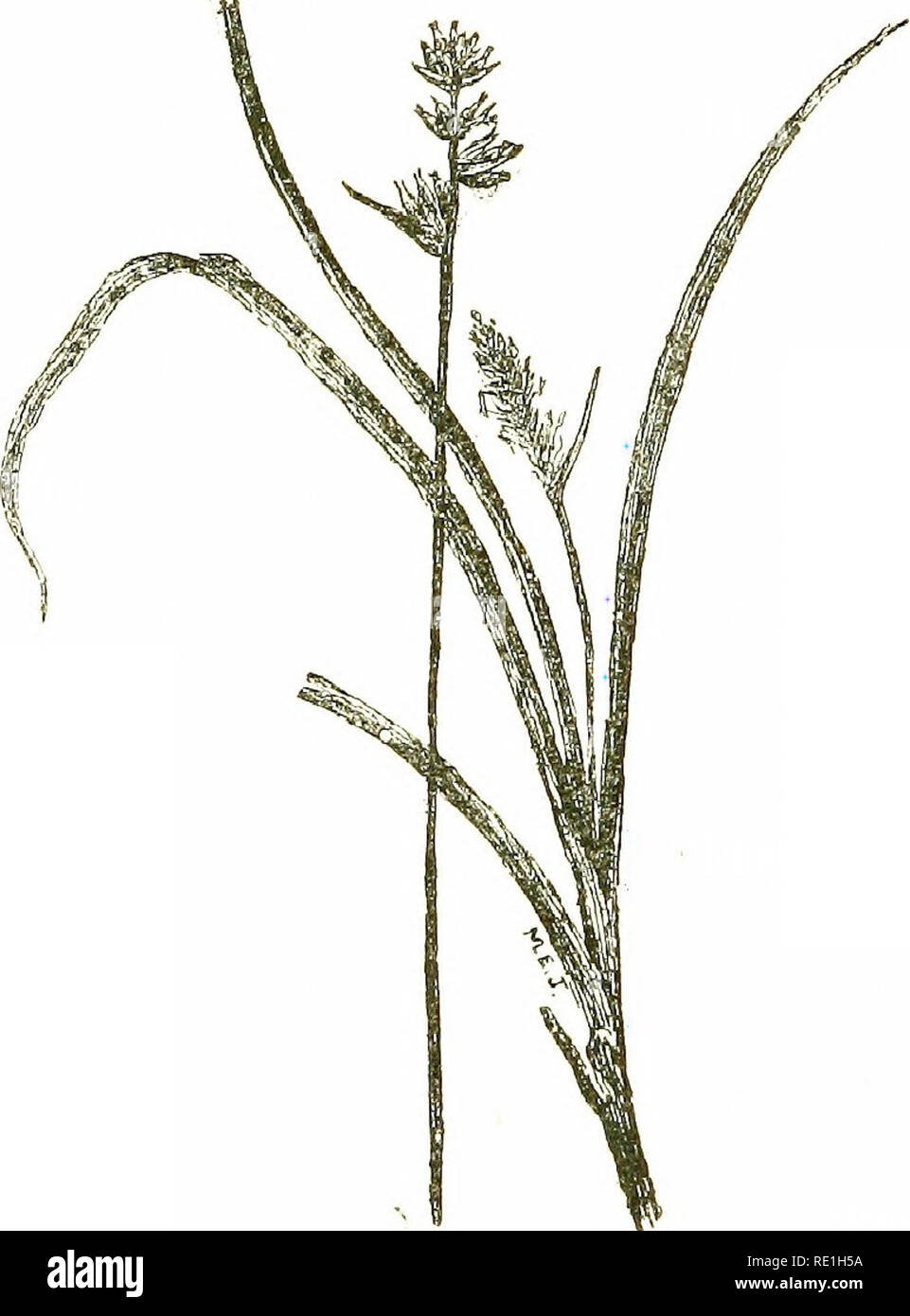 Faint veins hi-res stock photography and images - Alamy