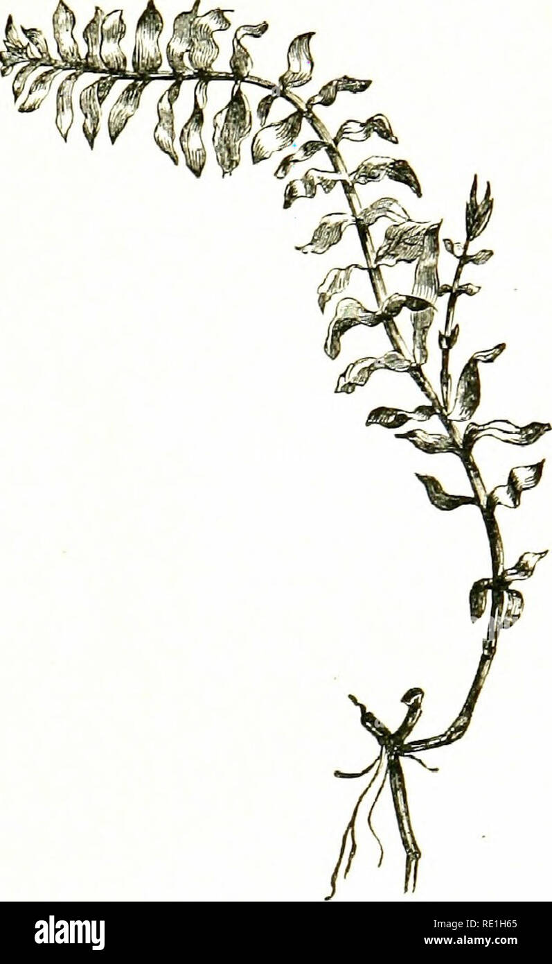 . Flowers of the field. Botany. POND-WEED FAMILY 517 oblong, wavy ...