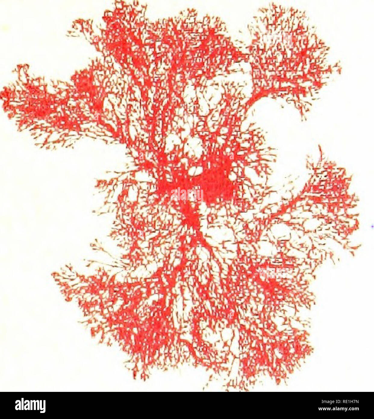 Ceramium fastigiatum hi-res stock photography and images - Alamy