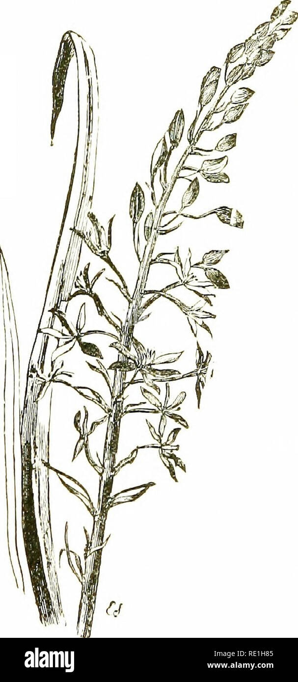 6 spreading perianth segments hi-res stock photography and images - Alamy