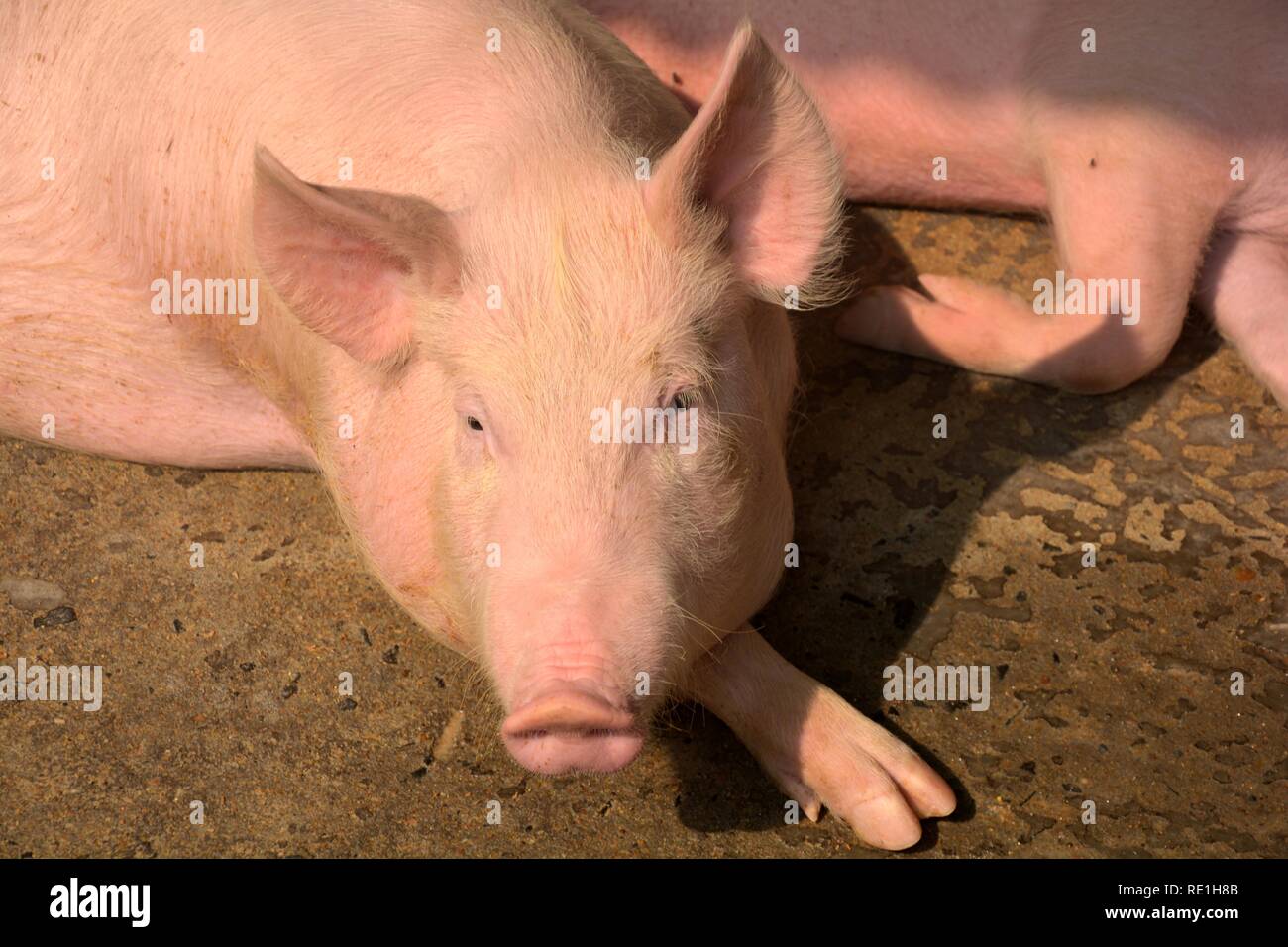 Large yorkshire pig hi-res stock photography and images - Alamy