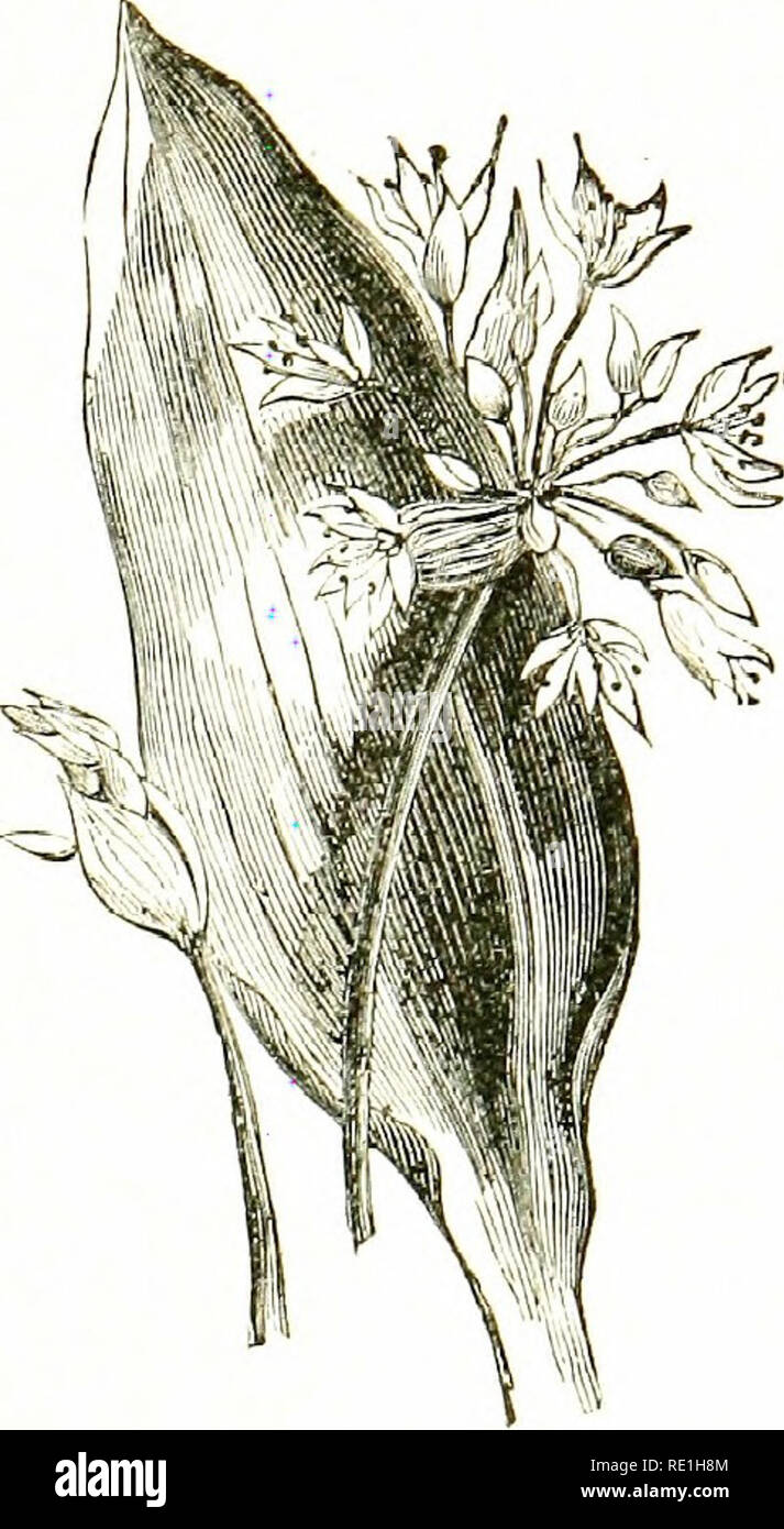 . Flowers of the field. Botany. LILY FAMILY 489 6.* A.carindtim (Keeled ...