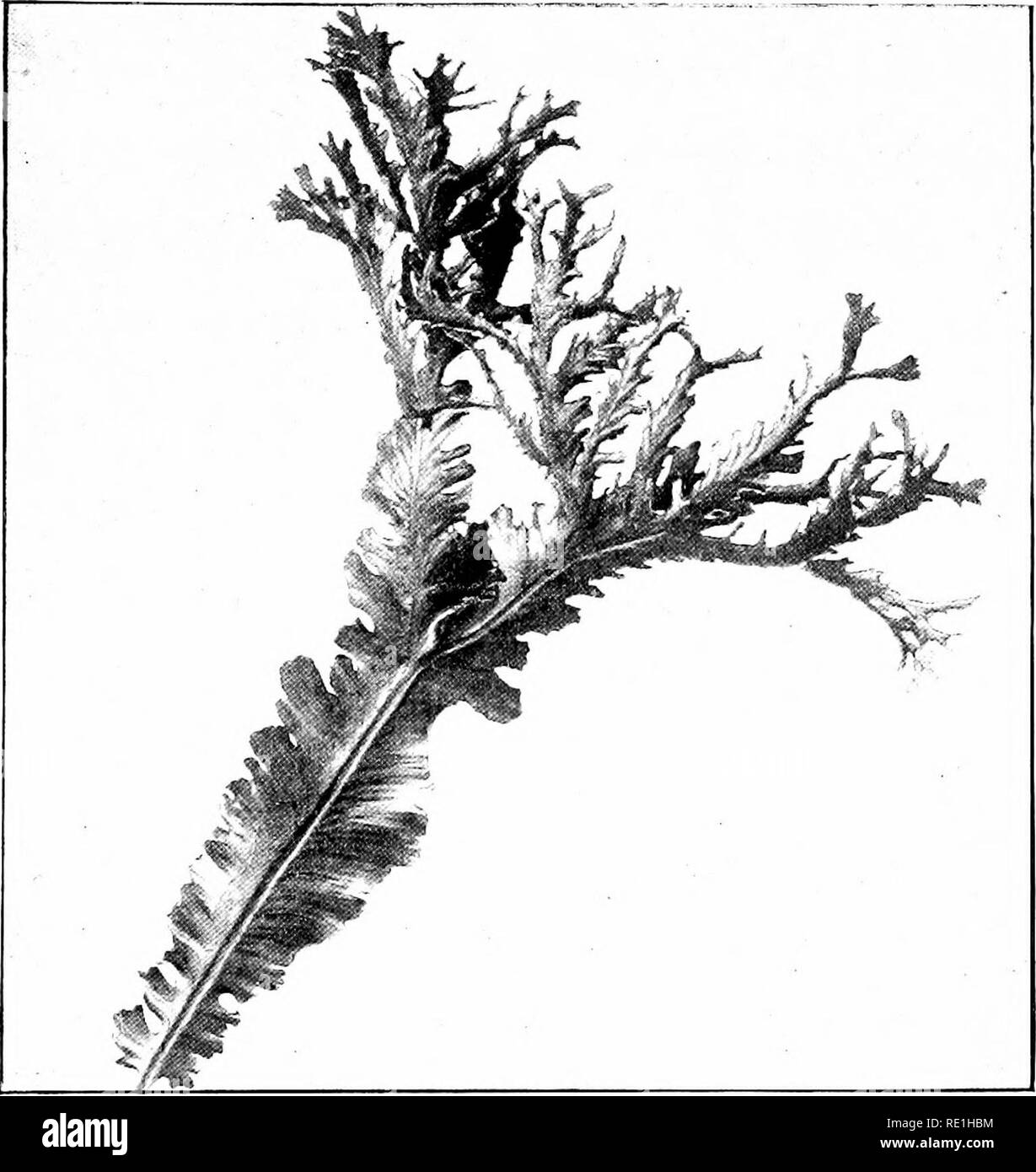 . Fern growing. Fifty years' experience in crossing and cultivation ...