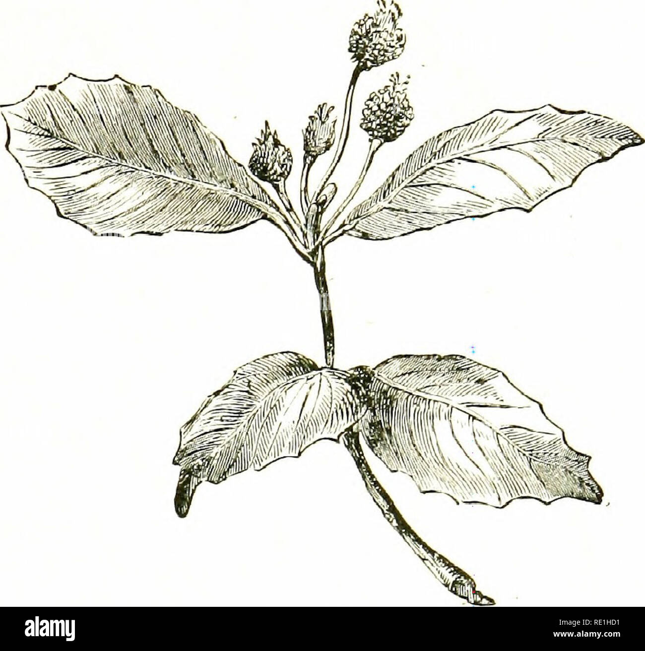 Olive tree april Cut Out Stock Images & Pictures - Alamy