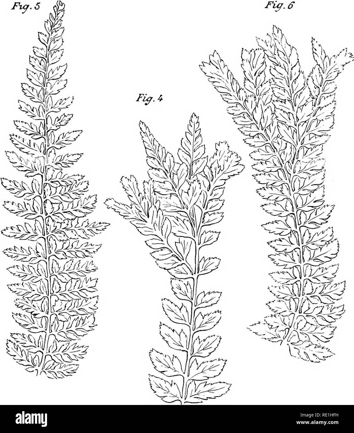 Hybrid parentage Black and White Stock Photos & Images - Alamy