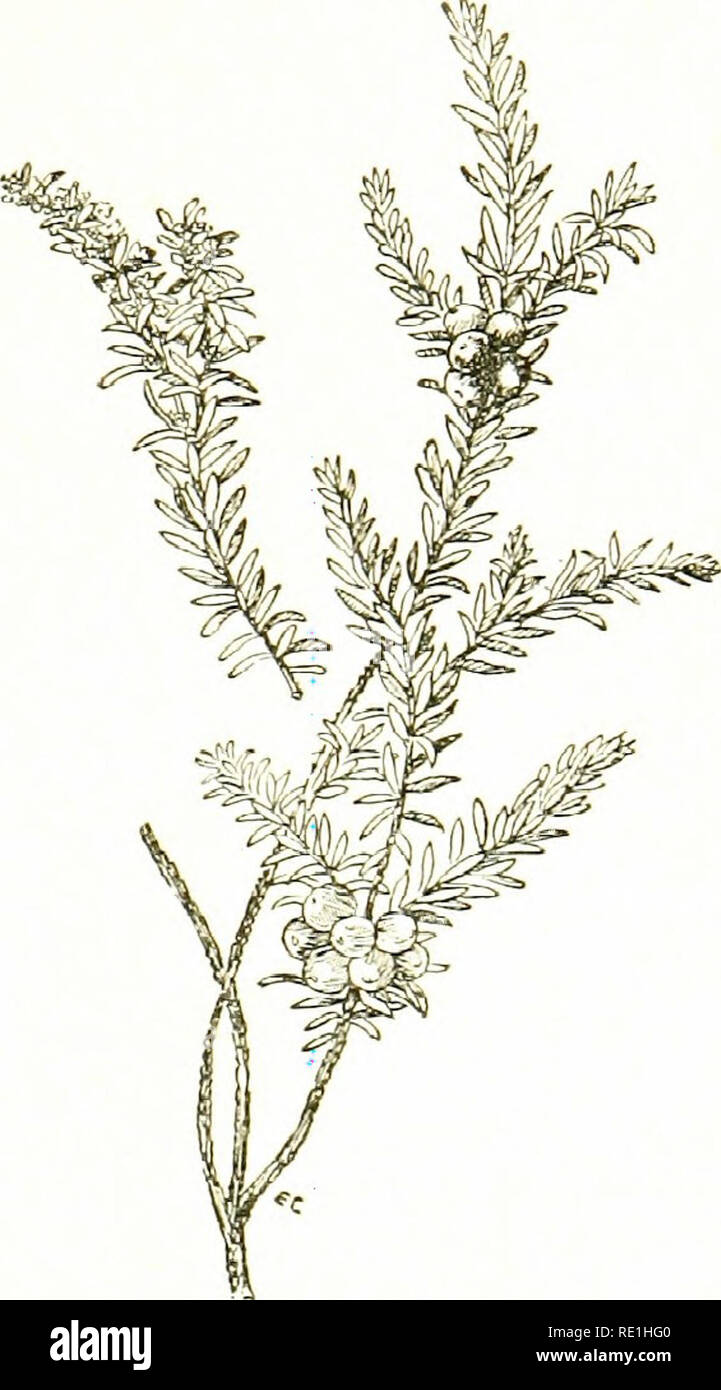 . Flowers of the field. Botany. SPURGE FAMILY 435 bei ng CI in- British ...