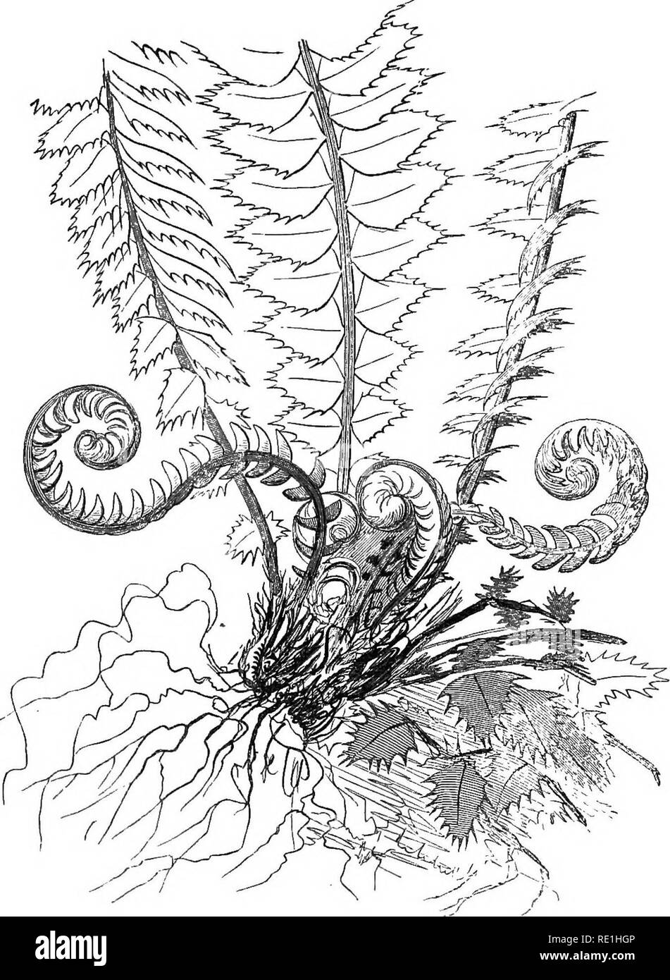 Edward anterior Black and White Stock Photos & Images - Alamy