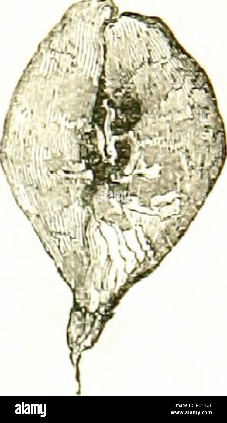 . Flowers of the field. Botany. NpyiTLE FAMTLV 427 1. Llmus.âTrees with ...