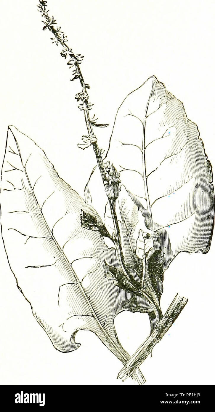 . Flowers of the field. Botany. GOOSE-FOOT FAMILY 411 spreading, often ...