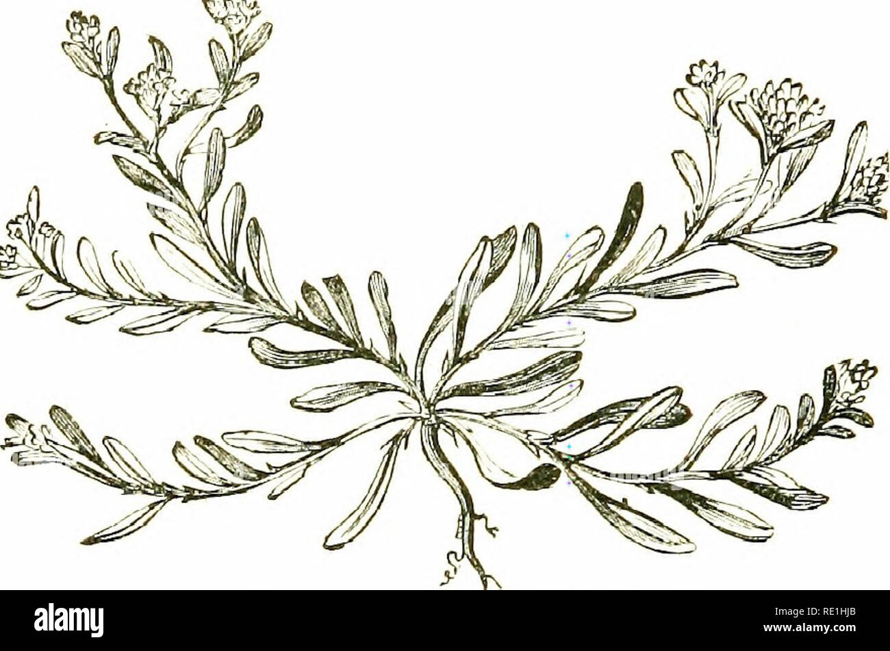 . Flowers of the field. Botany. 40 6 ILLECEBRACE^, 3. CoRRfoiOLA ...