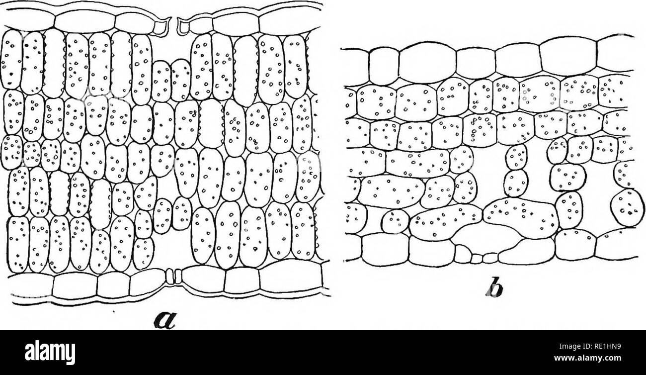 Plant Leaf Cross Section