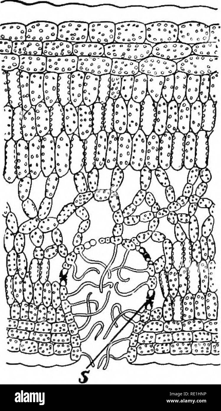 Leaf cross section stomata hi-res stock photography and images - Alamy