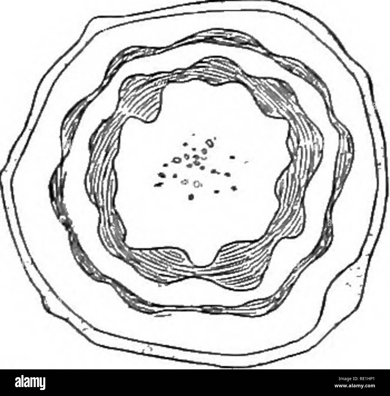 Strengthening tissue hi-res stock photography and images - Alamy