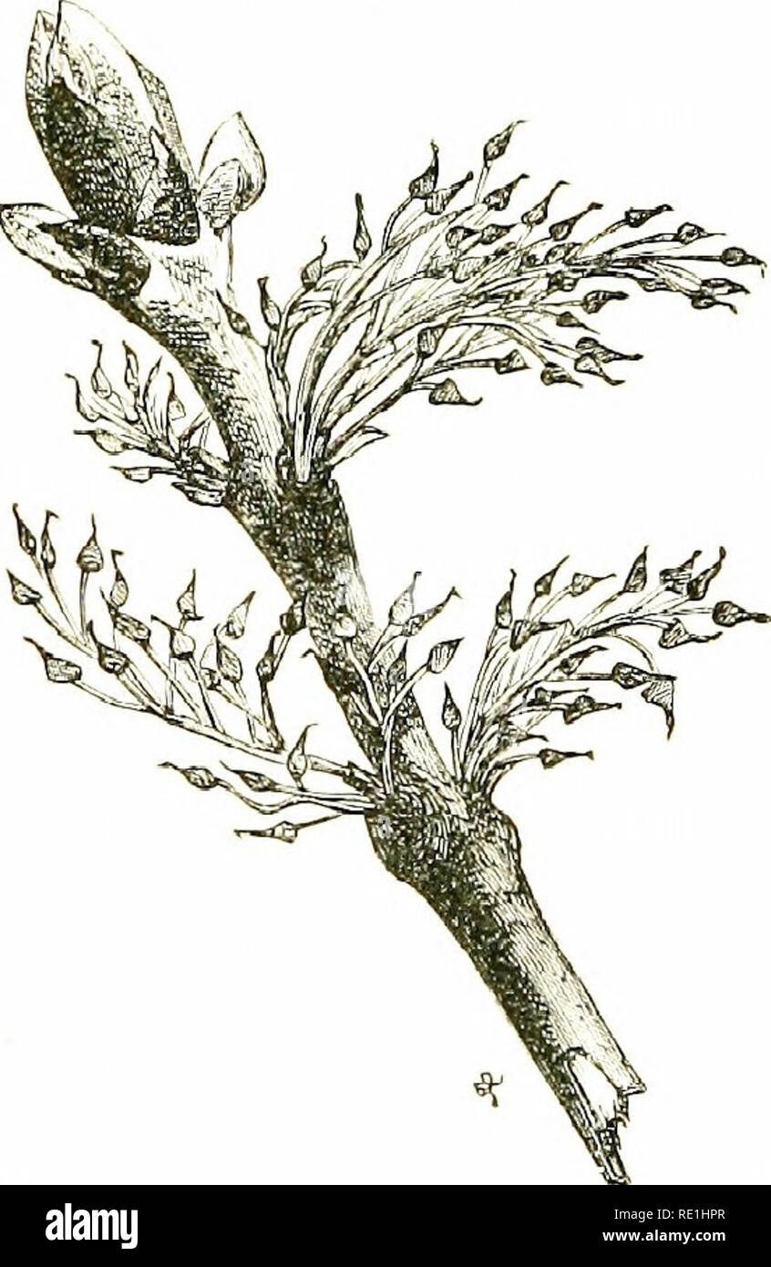 Oleace hi-res stock photography and images - Alamy