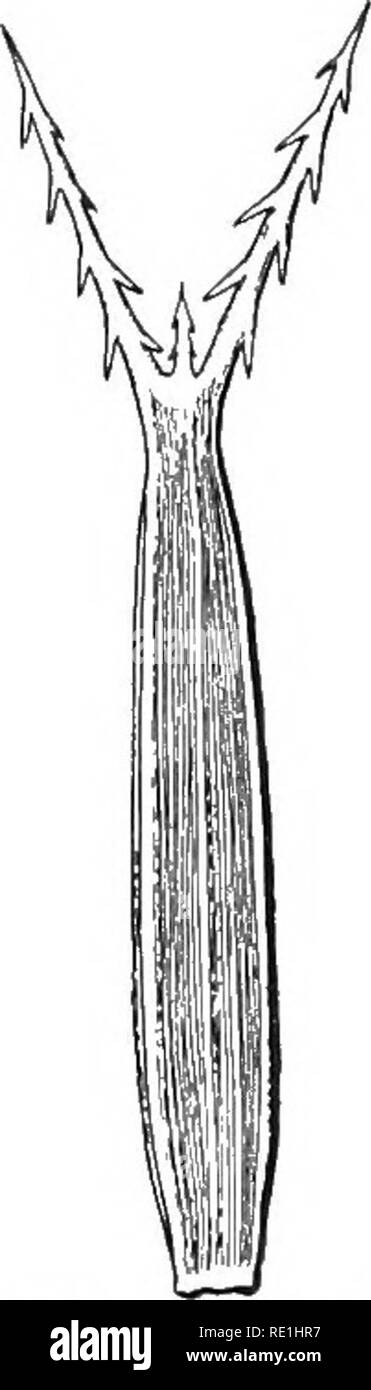 Fruits covered with hooks hi-res stock photography and images - Alamy