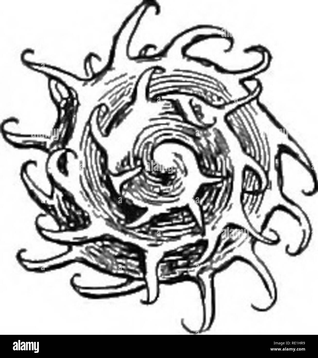 Fruits covered with hooks Black and White Stock Photos & Images - Alamy