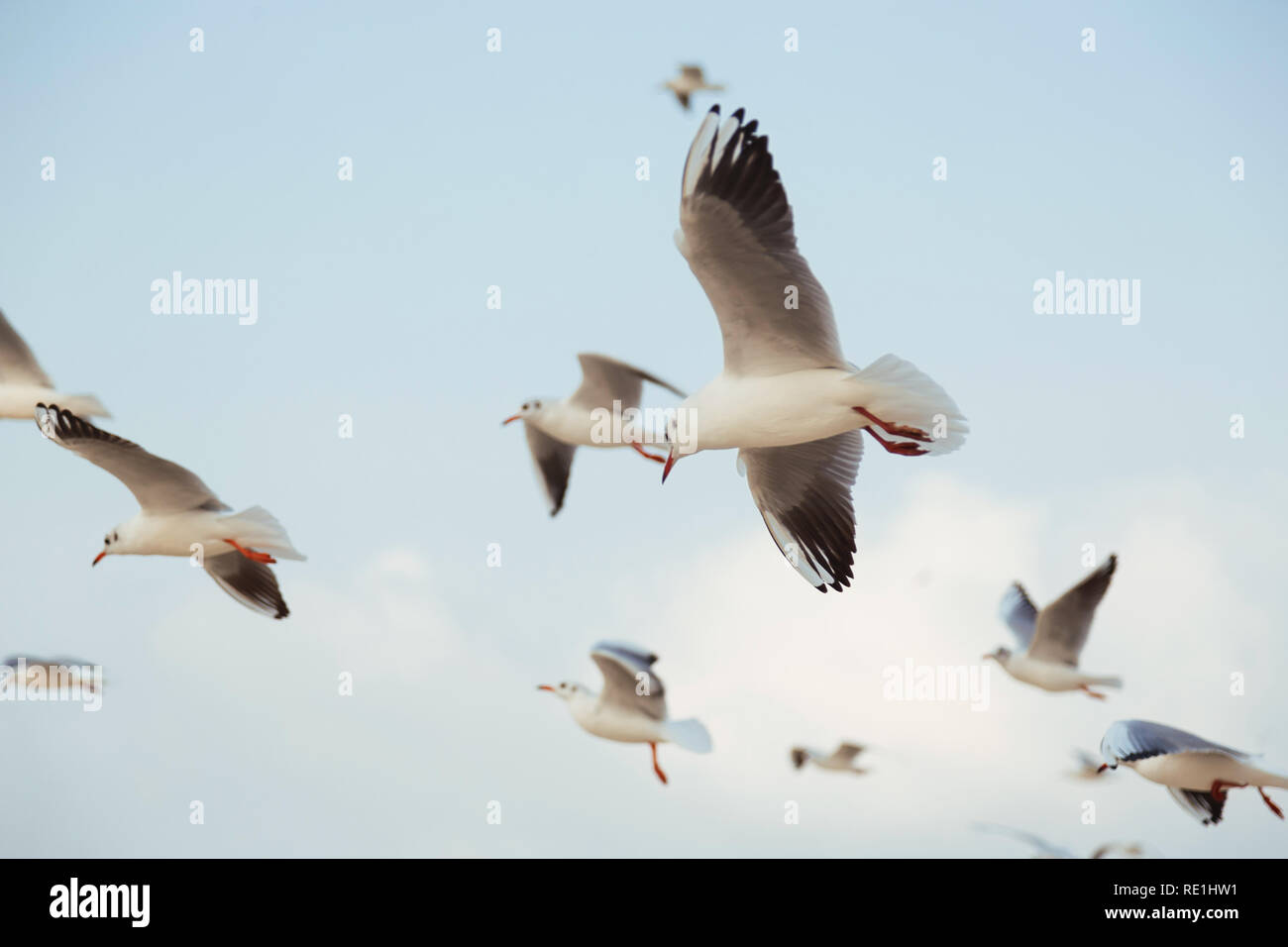 Seagulls on blue sky background Stock Photo - Alamy