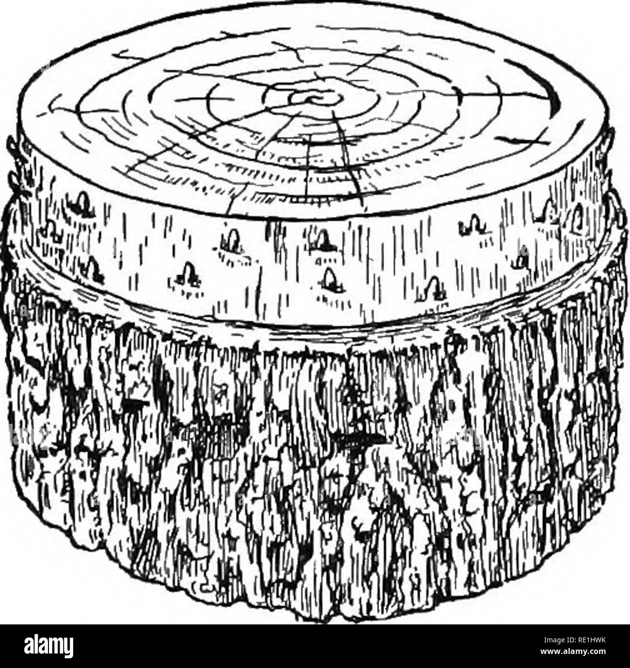 Tree rings annular rings hi-res stock photography and images - Alamy