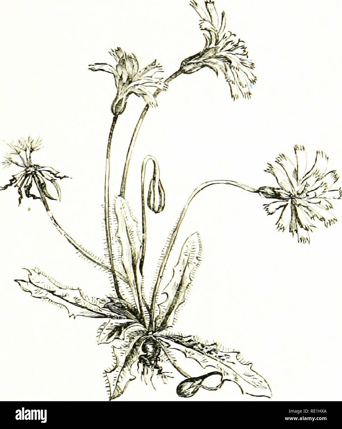 Bristles stellate hi-res stock photography and images - Alamy