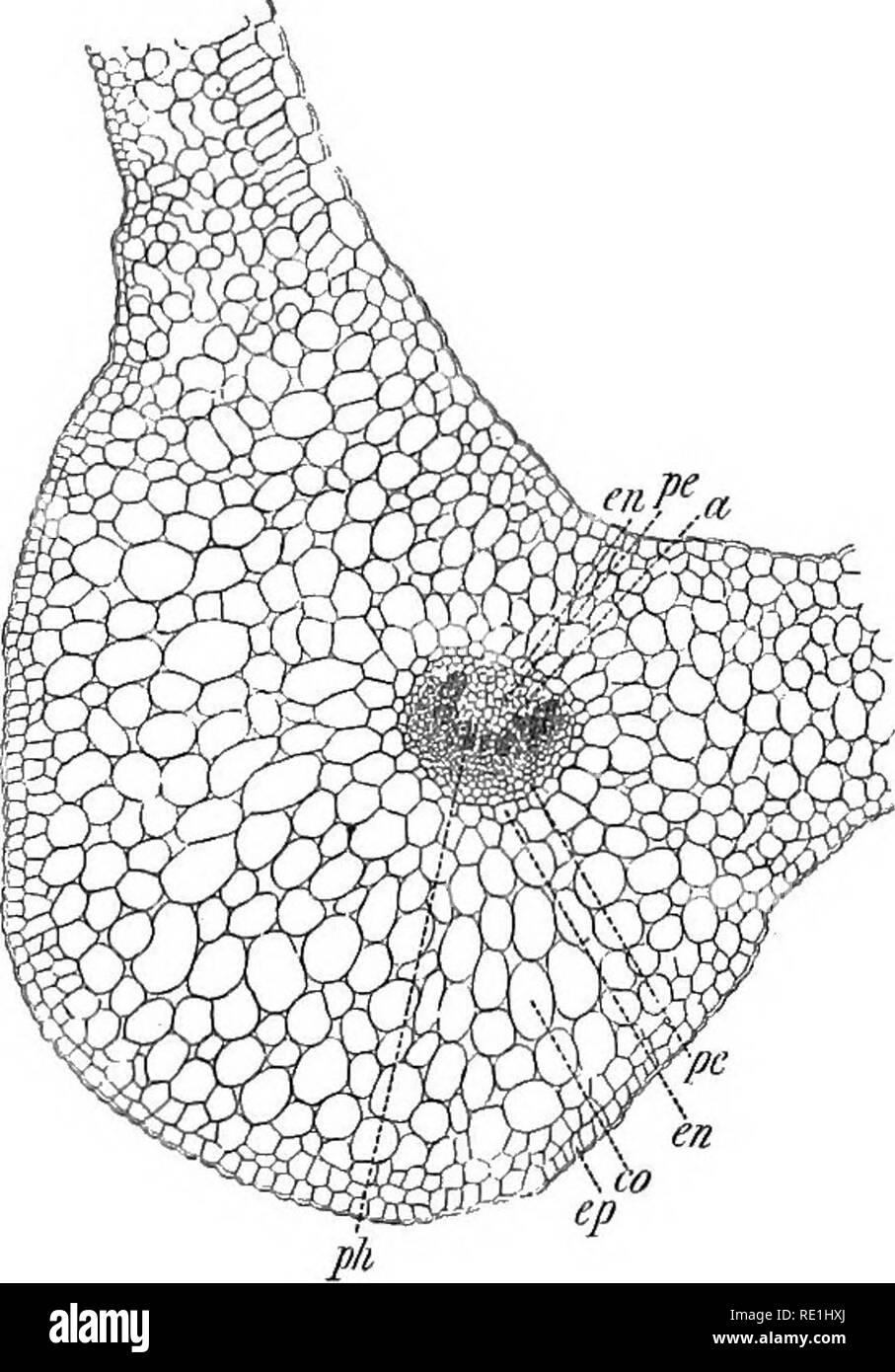 Branching bands hi-res stock photography and images - Alamy