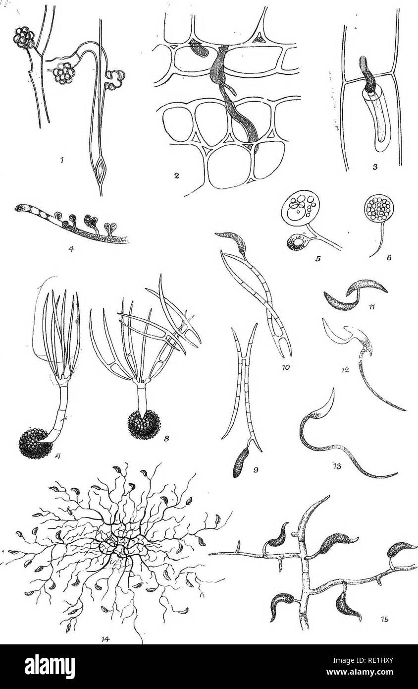 Charles bagge Cut Out Stock Images & Pictures - Alamy