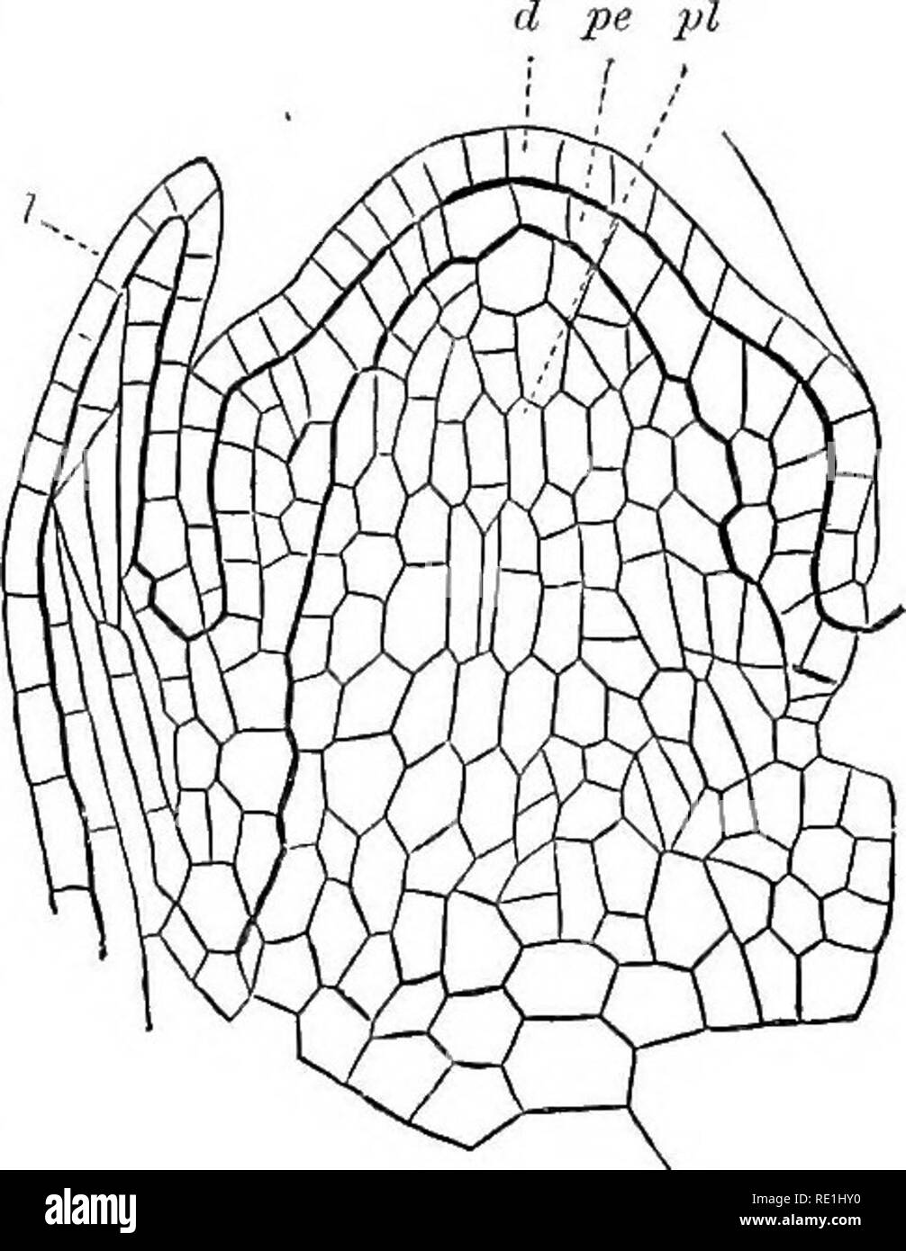. A manual of botany. Botany. 385 CHAPTER VI. THE STRUCTURE OF THE LEAF ...