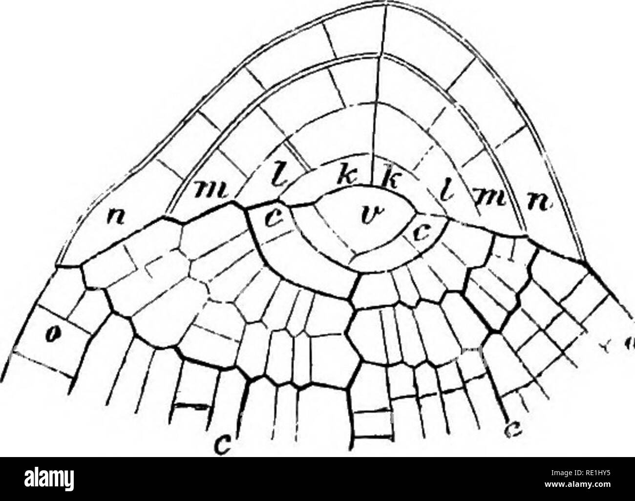 Main root Black and White Stock Photos & Images - Alamy