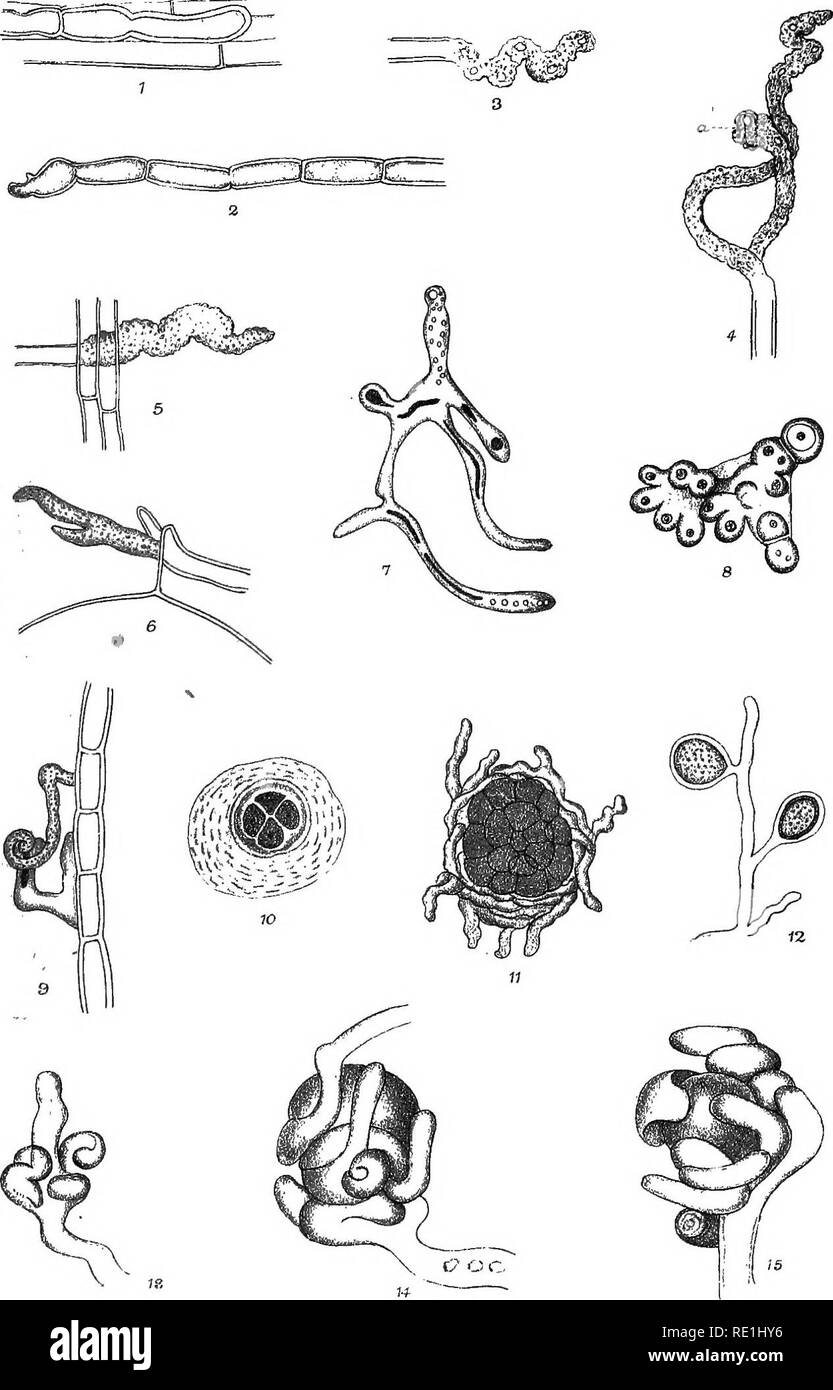 . A monograph of the British Uredineae and Ustilagineae, with an ...