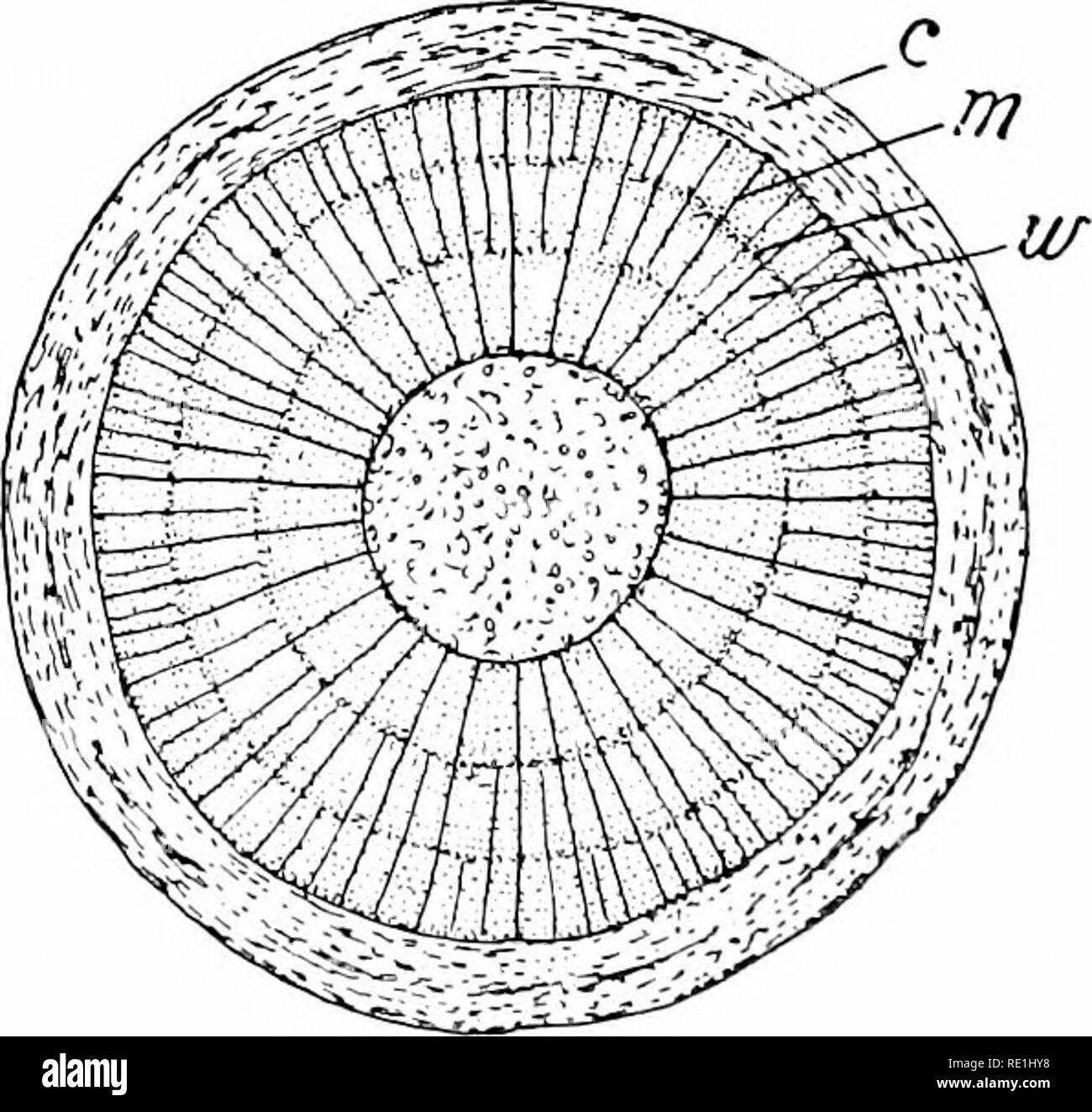 Leaf veinlets Black and White Stock Photos & Images - Alamy