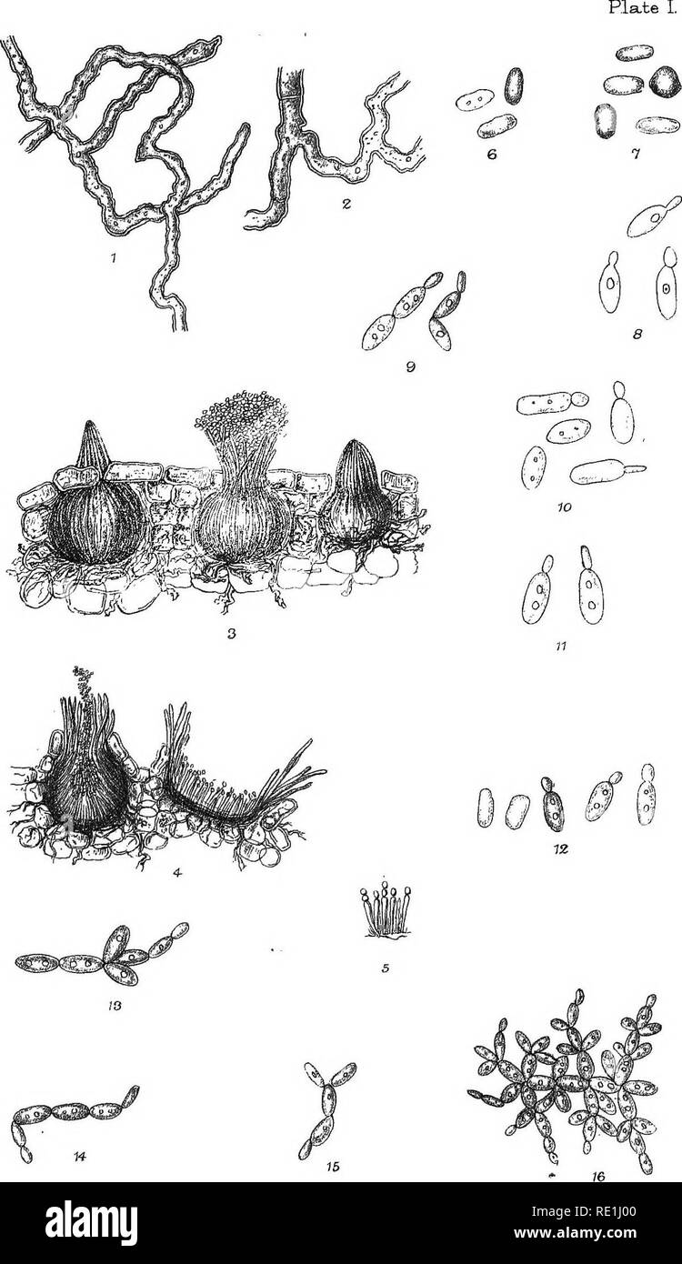. A monograph of the British Uredineae and Ustilagineae, with an ...