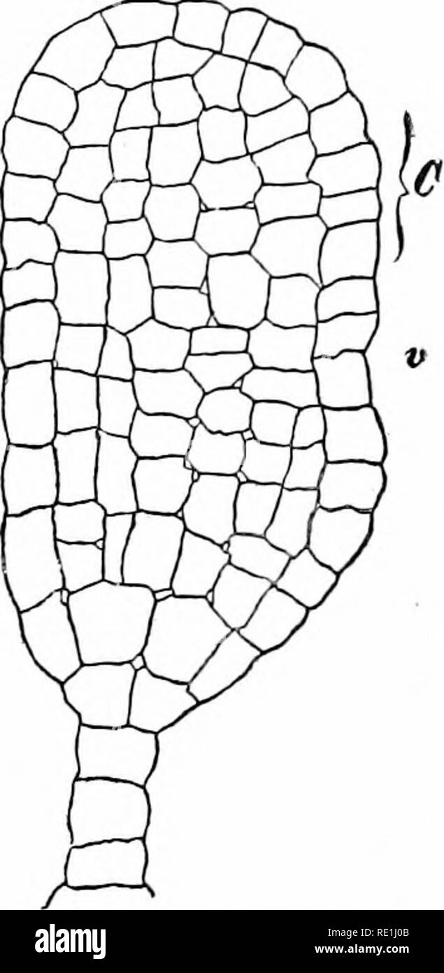 Group of gymnosperms hi-res stock photography and images - Alamy